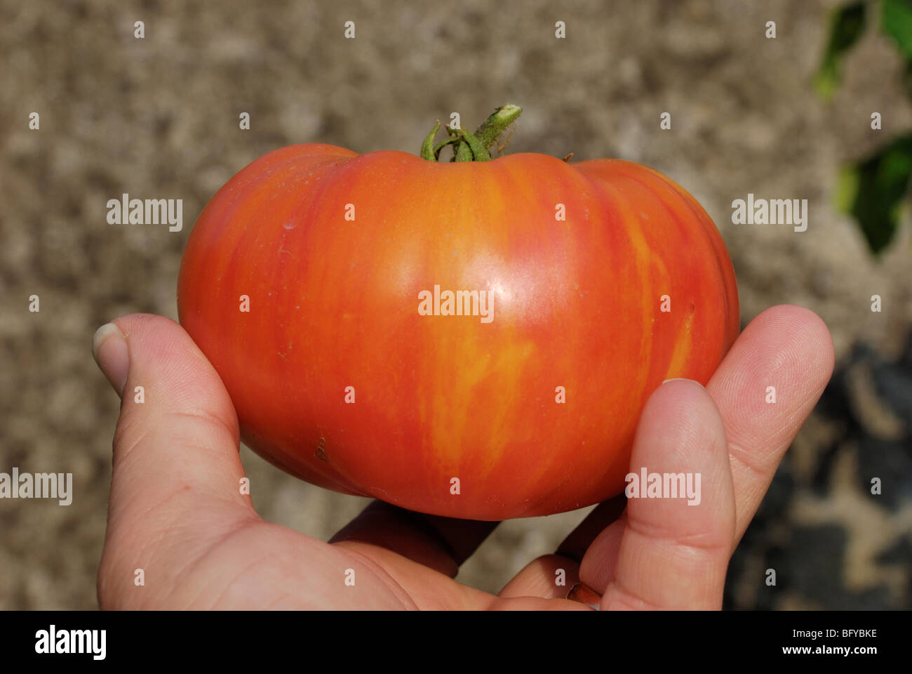 Tomato ananas hi-res stock photography and images - Alamy