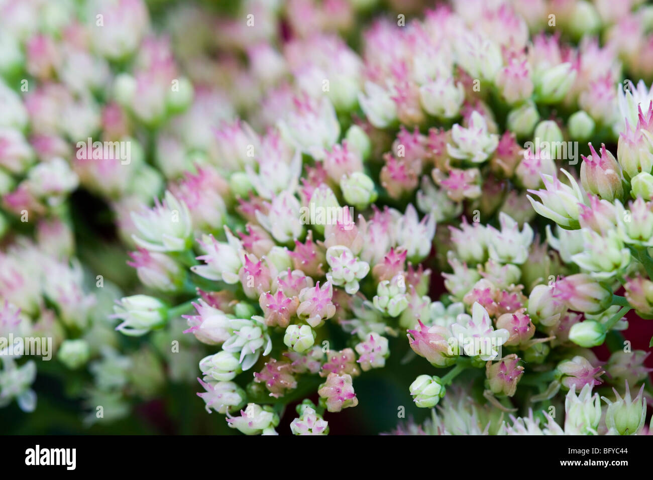 Sedum in flower; summer Stock Photo - Alamy