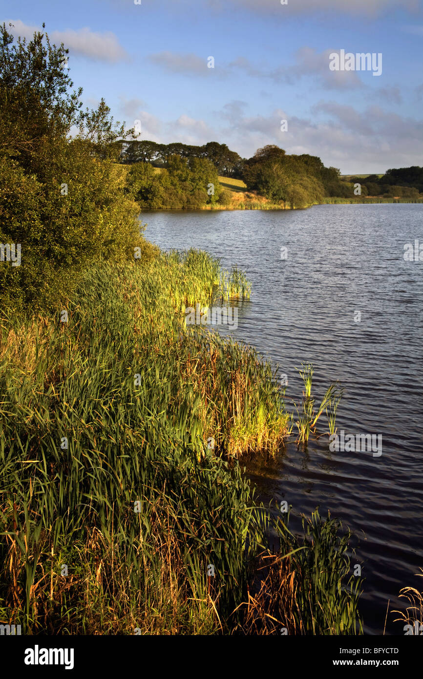 Lower tamar lake cornwall hi-res stock photography and images - Alamy
