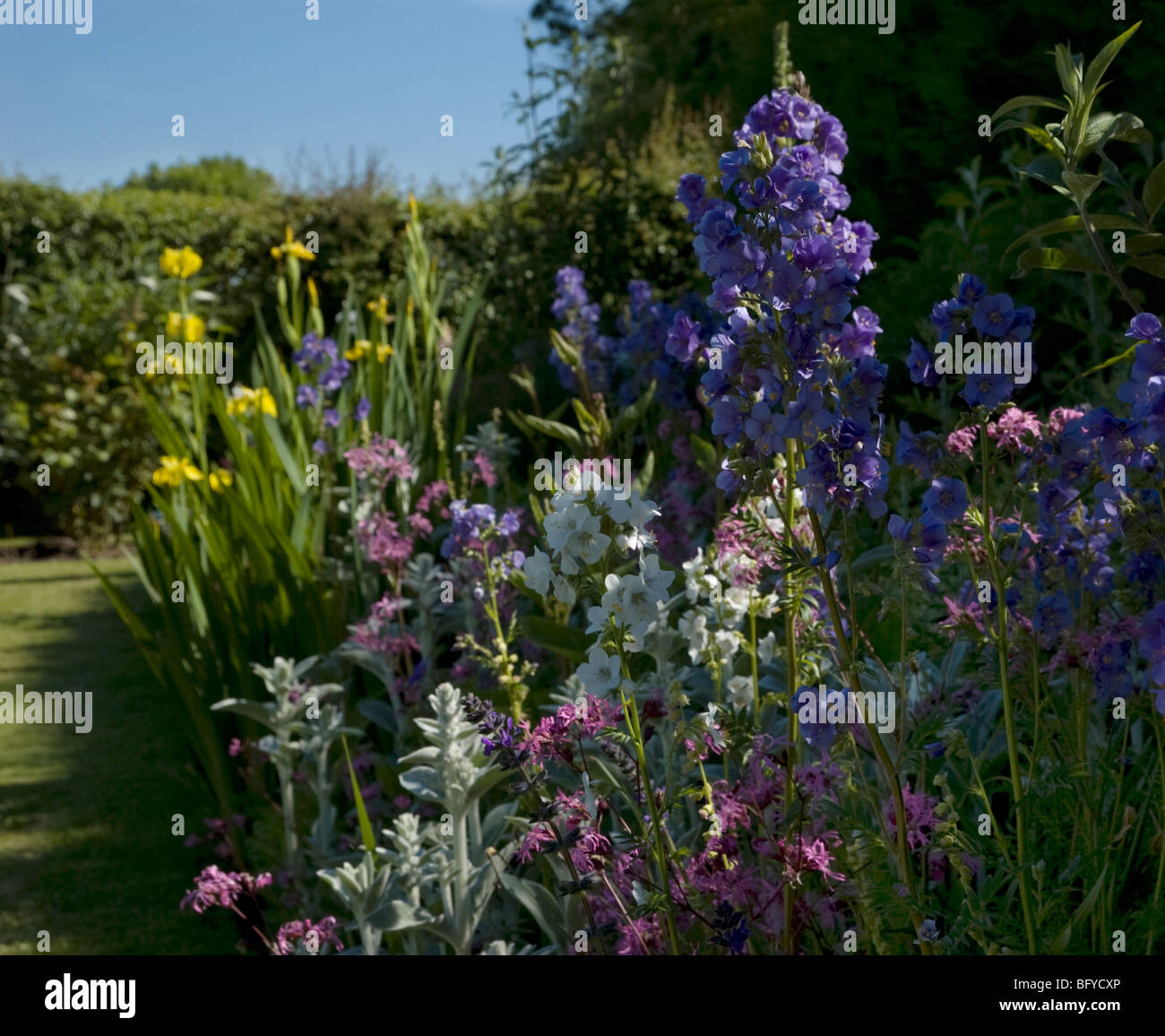 Pink flowers flowering bed border hi-res stock photography and images ...