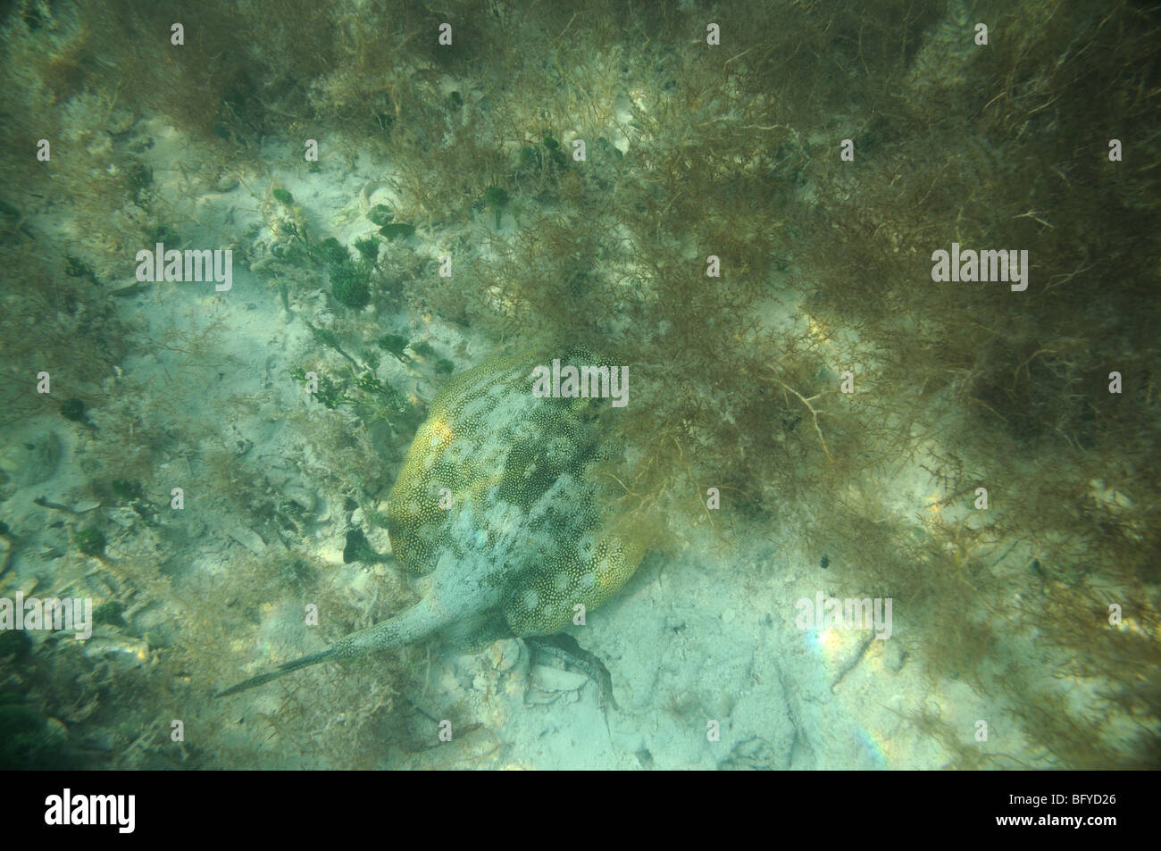 Ray on the sea ground near Bahia Honda Key, Florida Stock Photo - Alamy