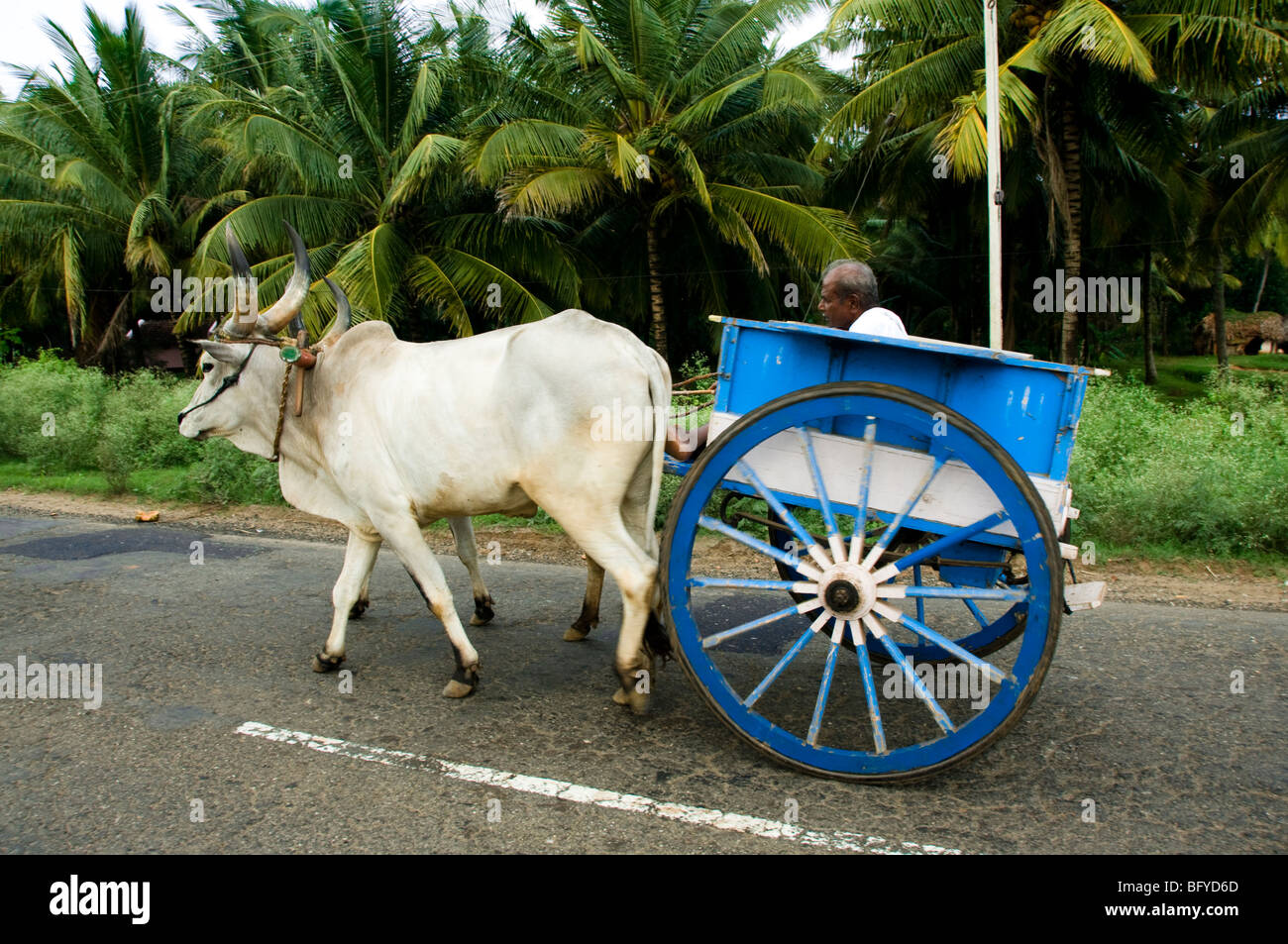 Indian ox hi-res stock photography and images - Alamy