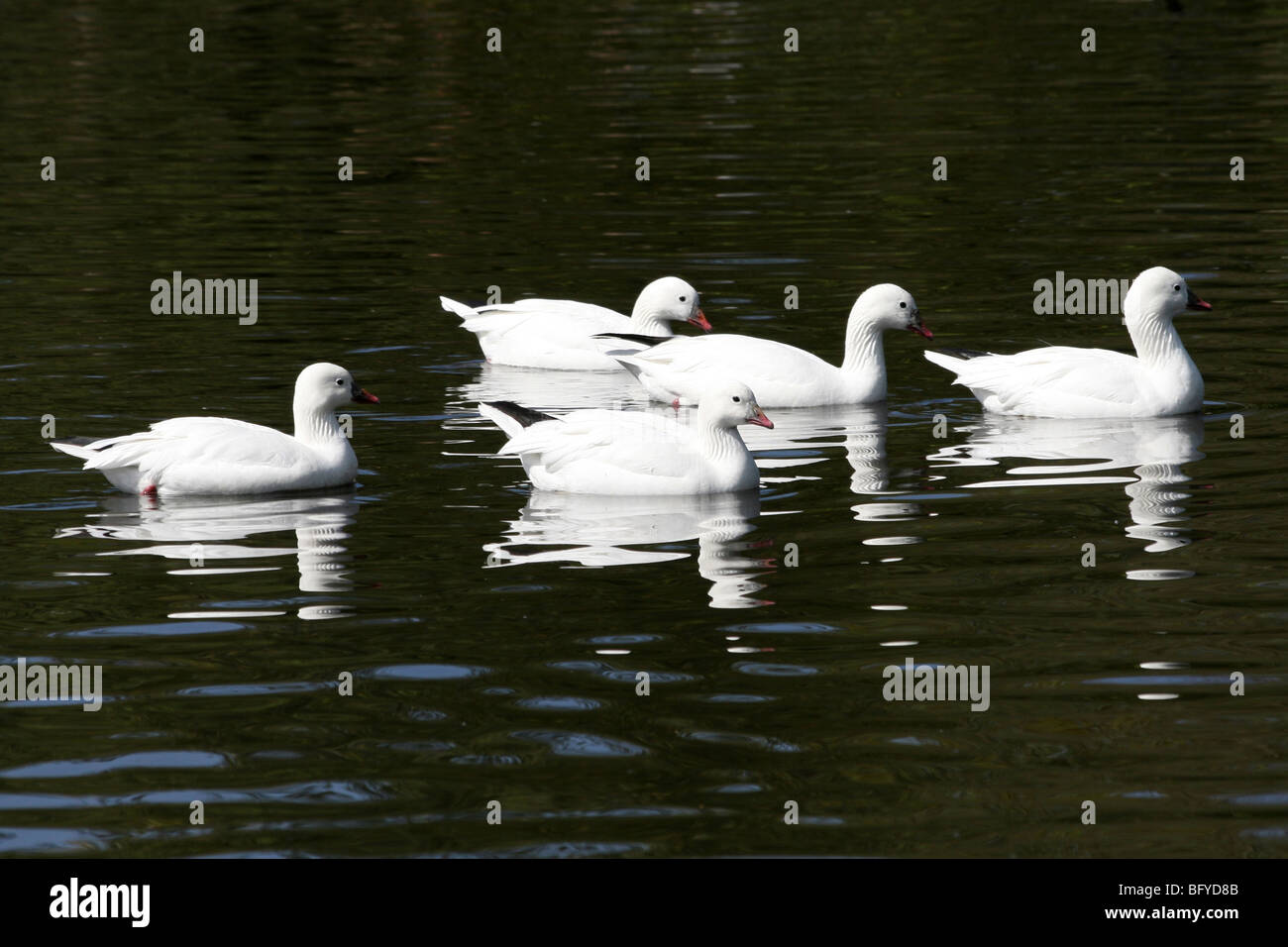 Flock Of Ross' Snow Goose Chen caerulescens Swimming at Martin Mere WWT ...