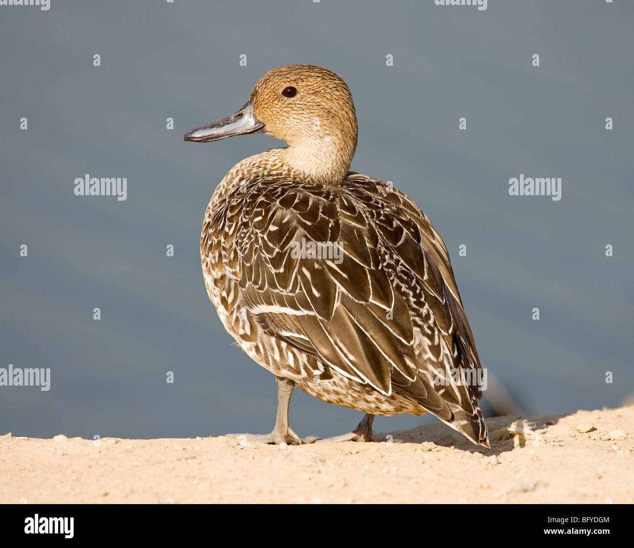 A female Northern Pintail (Anas Acuta) is standing in front of a lake ...