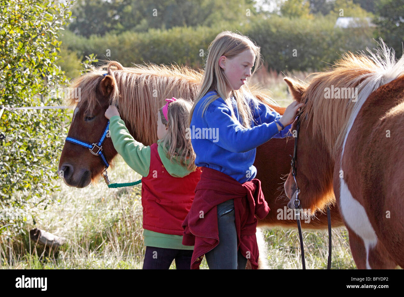 two young girls haltering their ponies Stock Photo - Alamy
