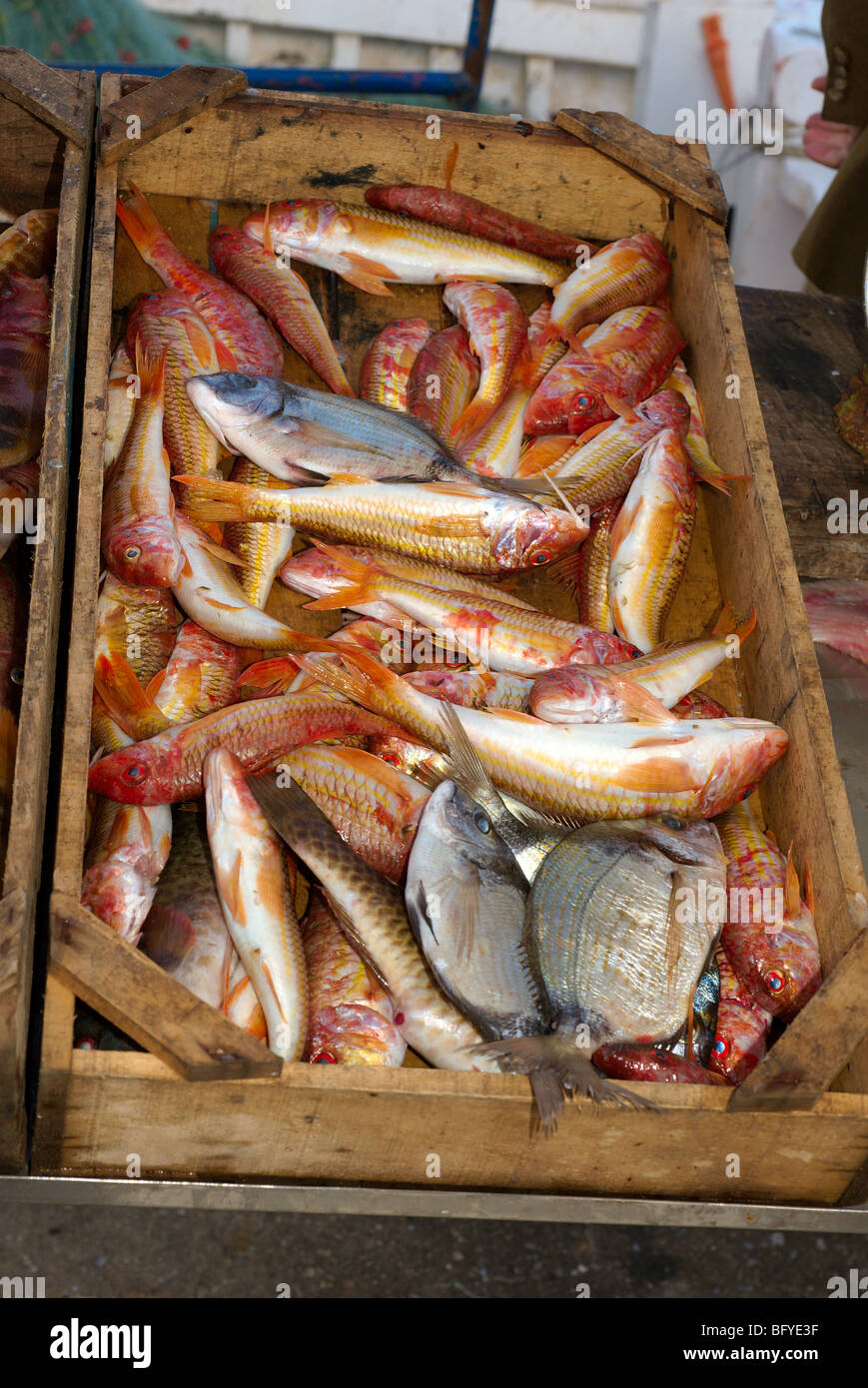 Freshly landed fish hi-res stock photography and images - Alamy