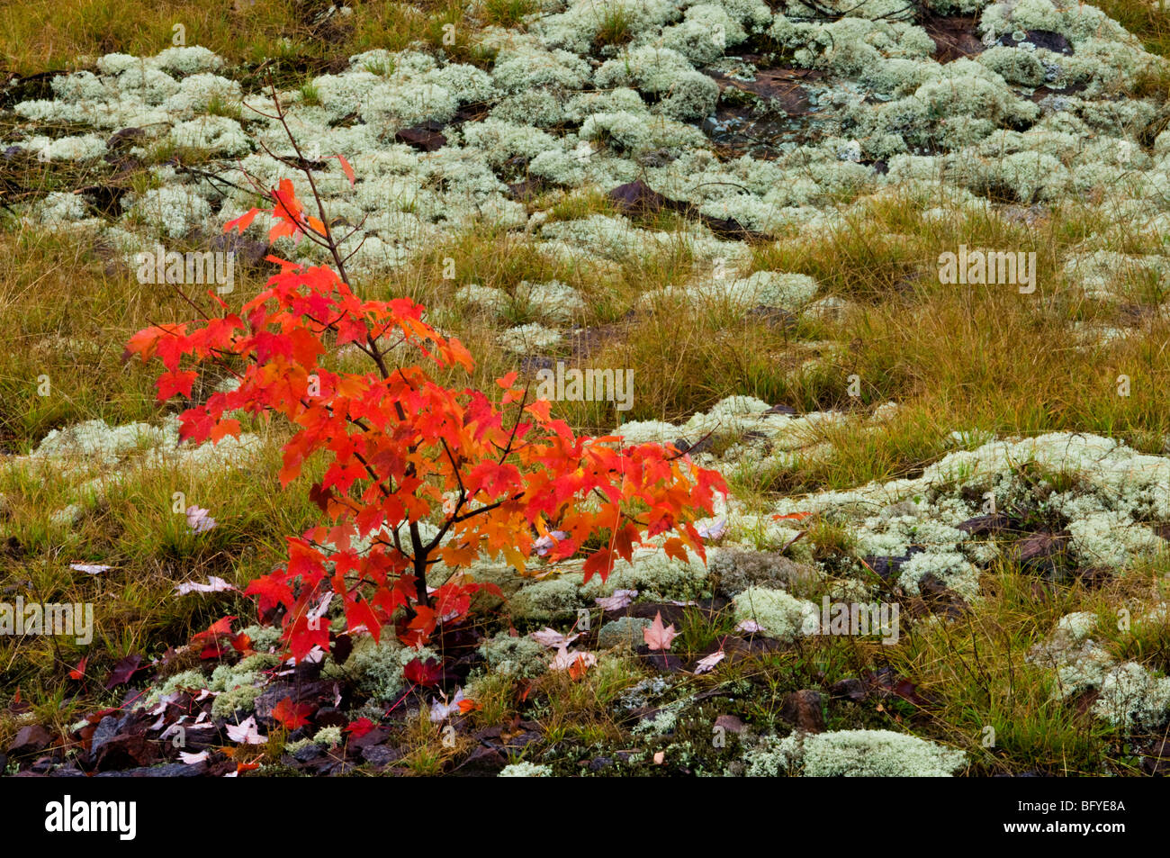 Red maple sapling and reindeer lichen in autumn, Greater Sudbury ...
