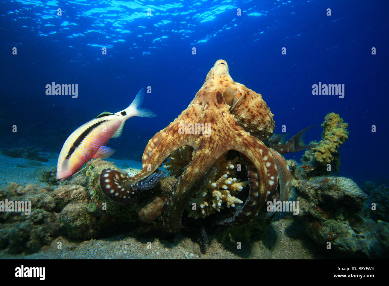 Octopus fish hi-res stock photography and images - Alamy