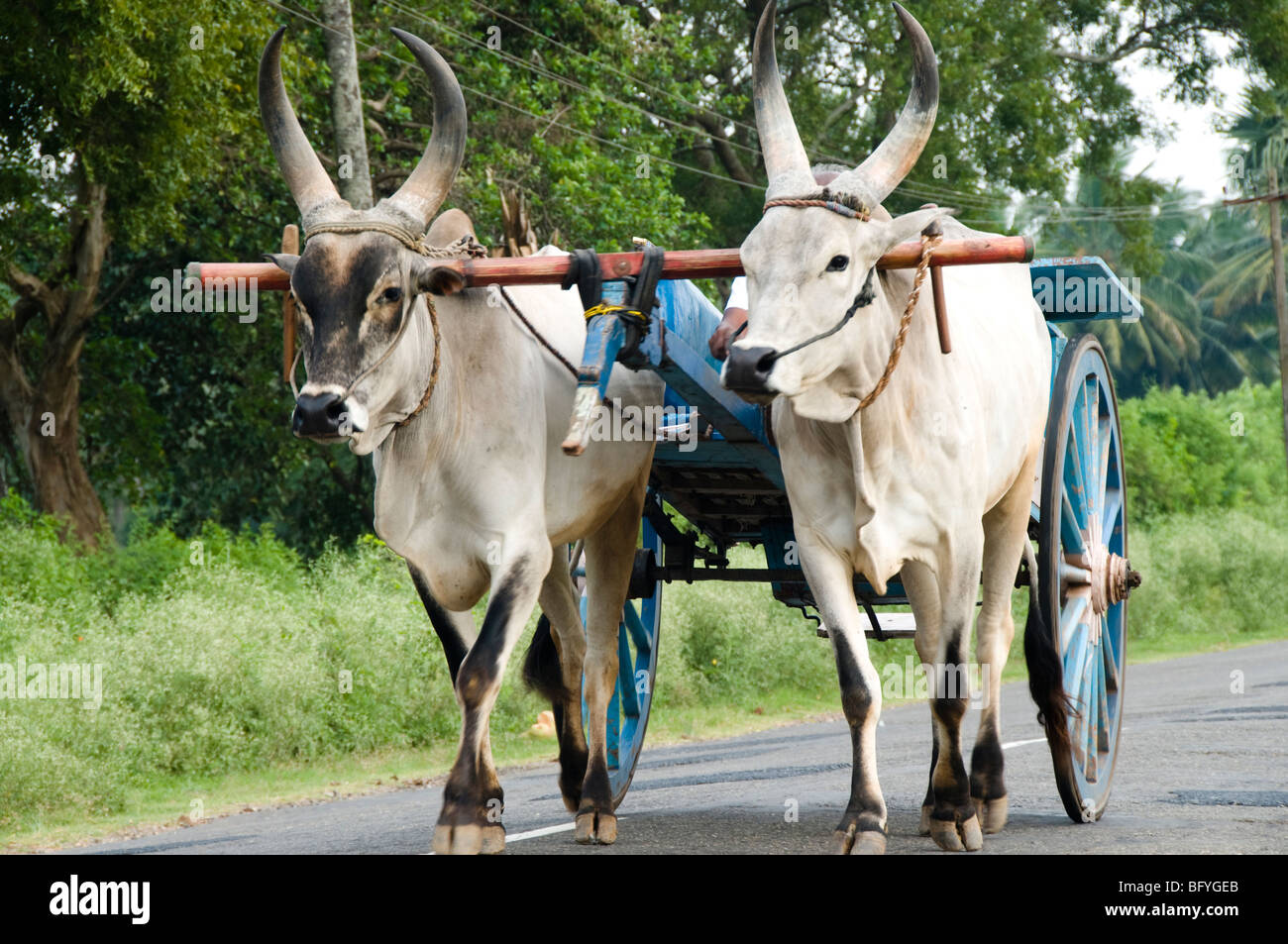 Ox cart on an Indian road Stock Photo - Alamy