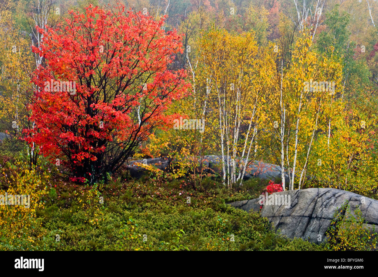 Ecosystems exploiting hi-res stock photography and images - Alamy