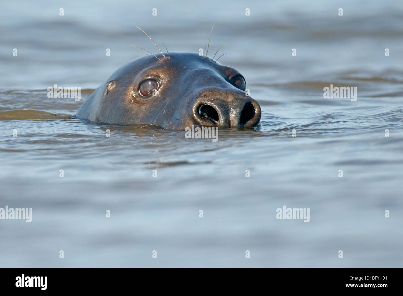 Atlantic grey seal Halichoerus grypus. Norfolk Stock Photo - Alamy