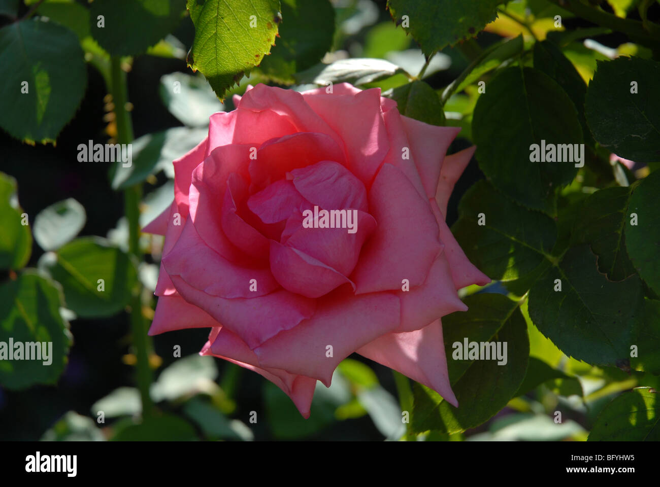 rose in the garden of The Generalife, The Alhambra, Granada, Andalusia ...