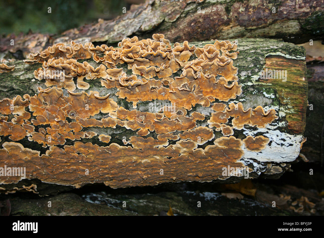 Hairy stereum fungus hi-res stock photography and images - Alamy
