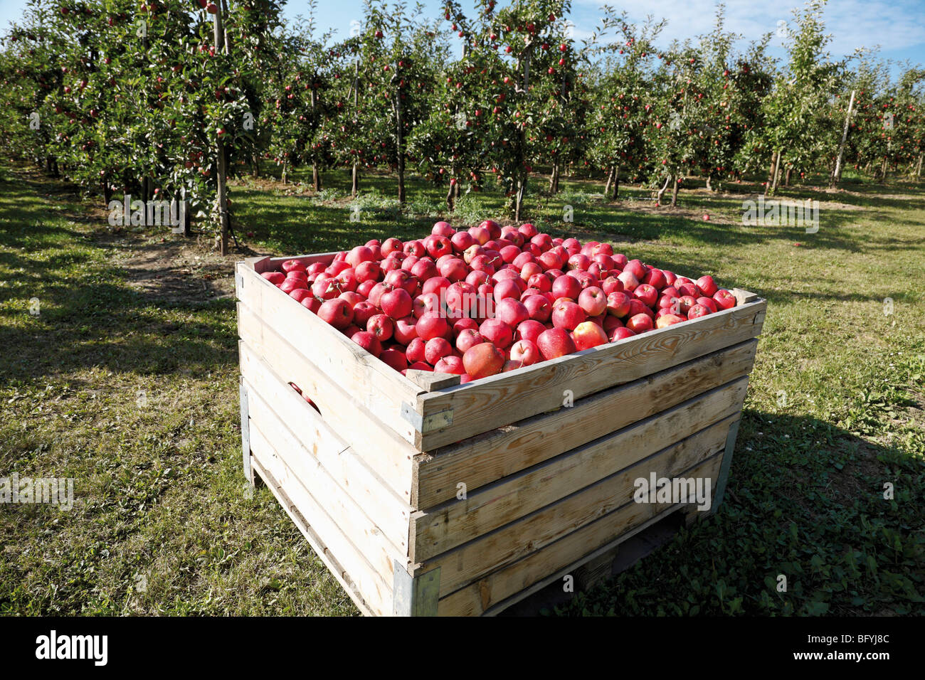 Apple orchard, box with freshly picked red apples Stock Photo - Alamy