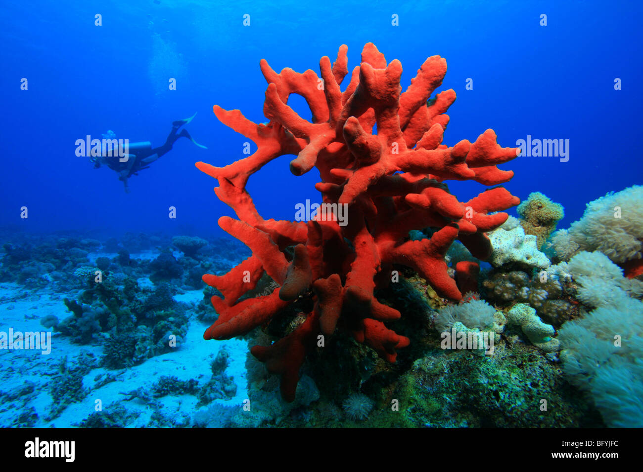 Scuba diver diving coral hi-res stock photography and images - Alamy