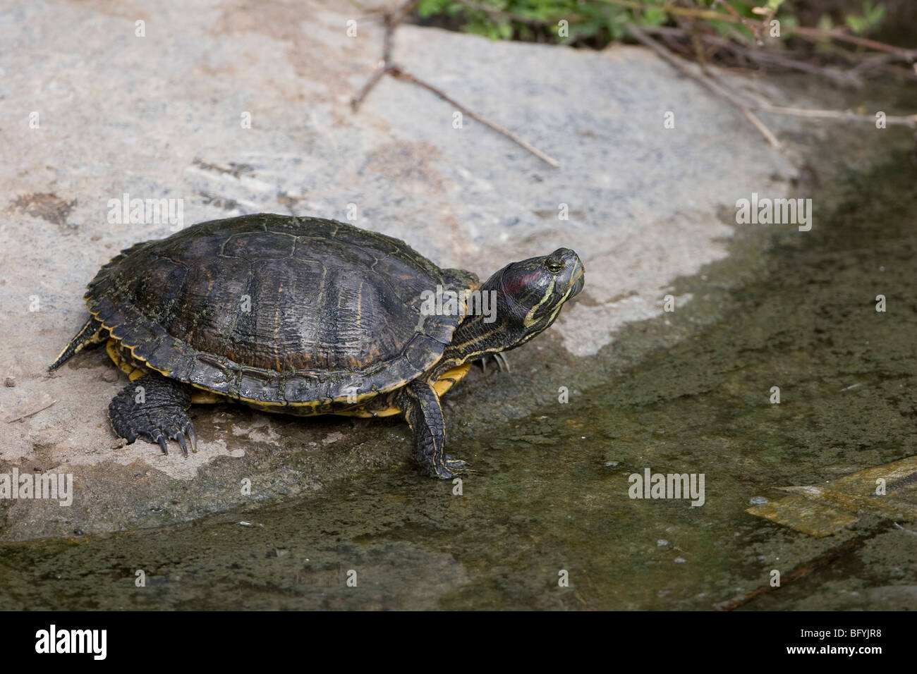 Red eared terrapin in hi-res stock photography and images - Alamy