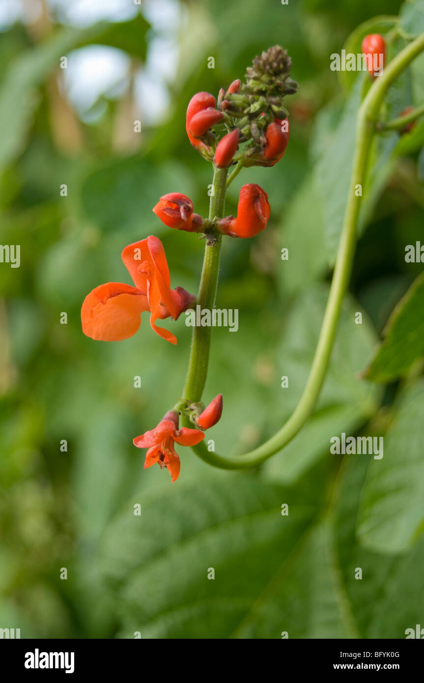 The flower of a red runner bean plant growing on an allotment plot ...