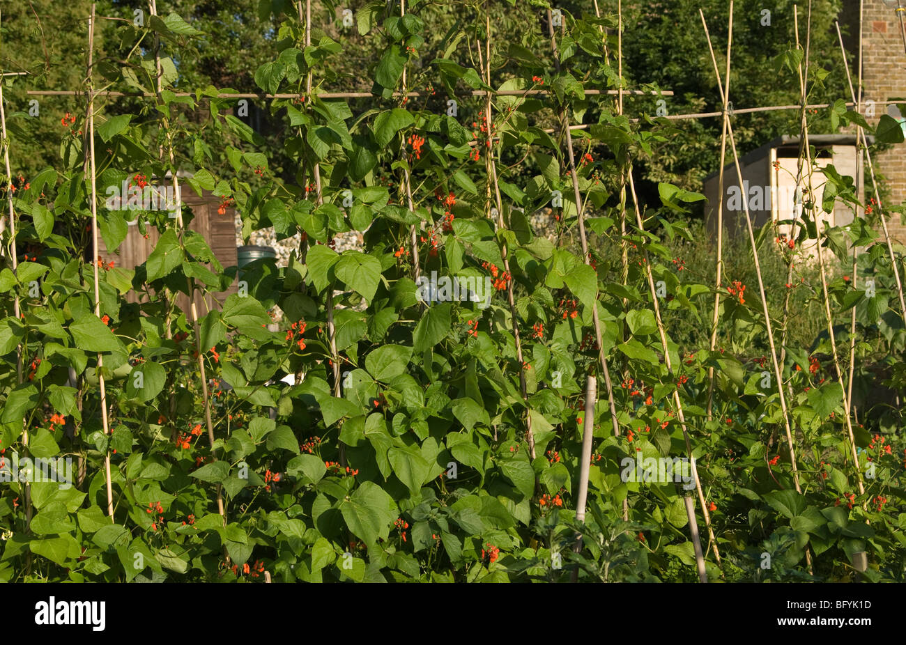 Runner beans growing up bamboo canes on an allotment plot Stock Photo ...