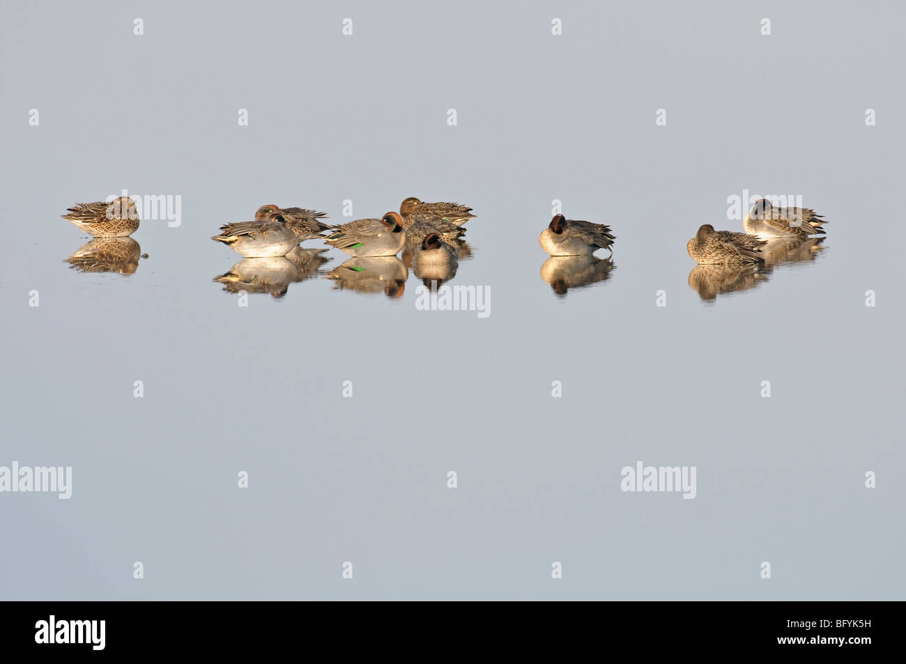 Flock of common teal Anas crecca at rest. Norfolk Stock Photo - Alamy