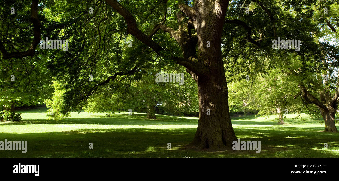 Green Trees in Spring Stock Photo - Alamy