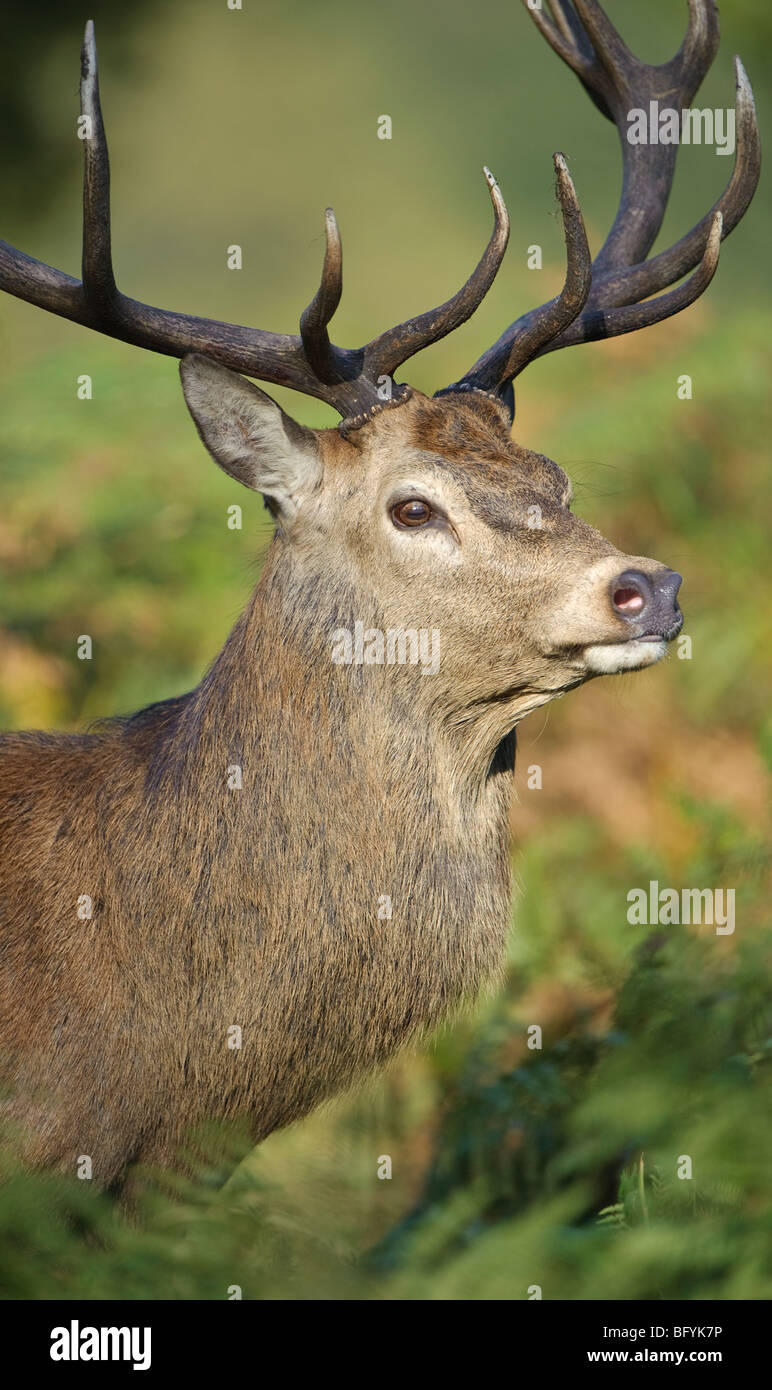 Red deer Cervus elephas stag during autumn rut. Surrey, England Stock ...