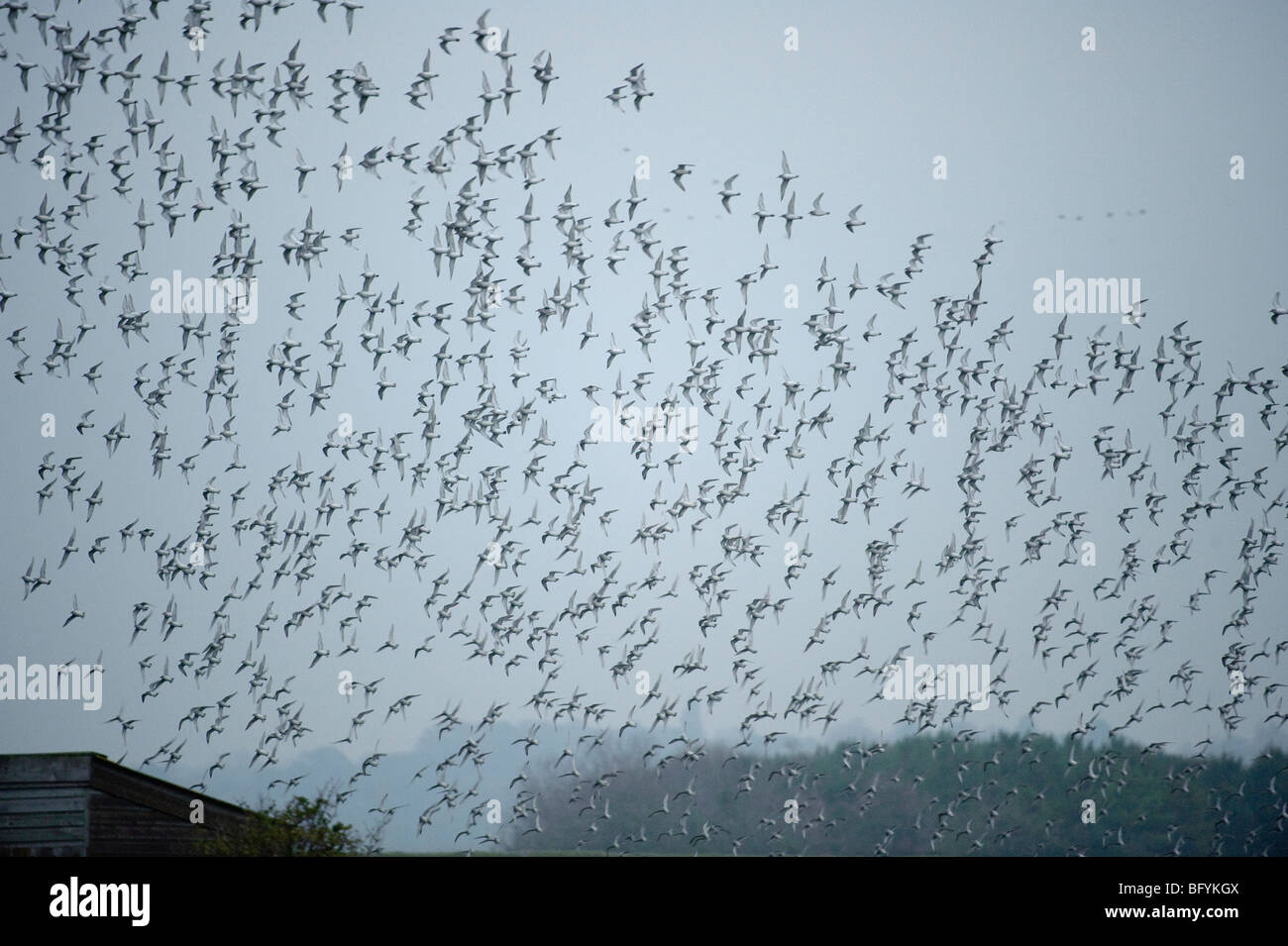 Red knot winter plumage hi-res stock photography and images - Alamy