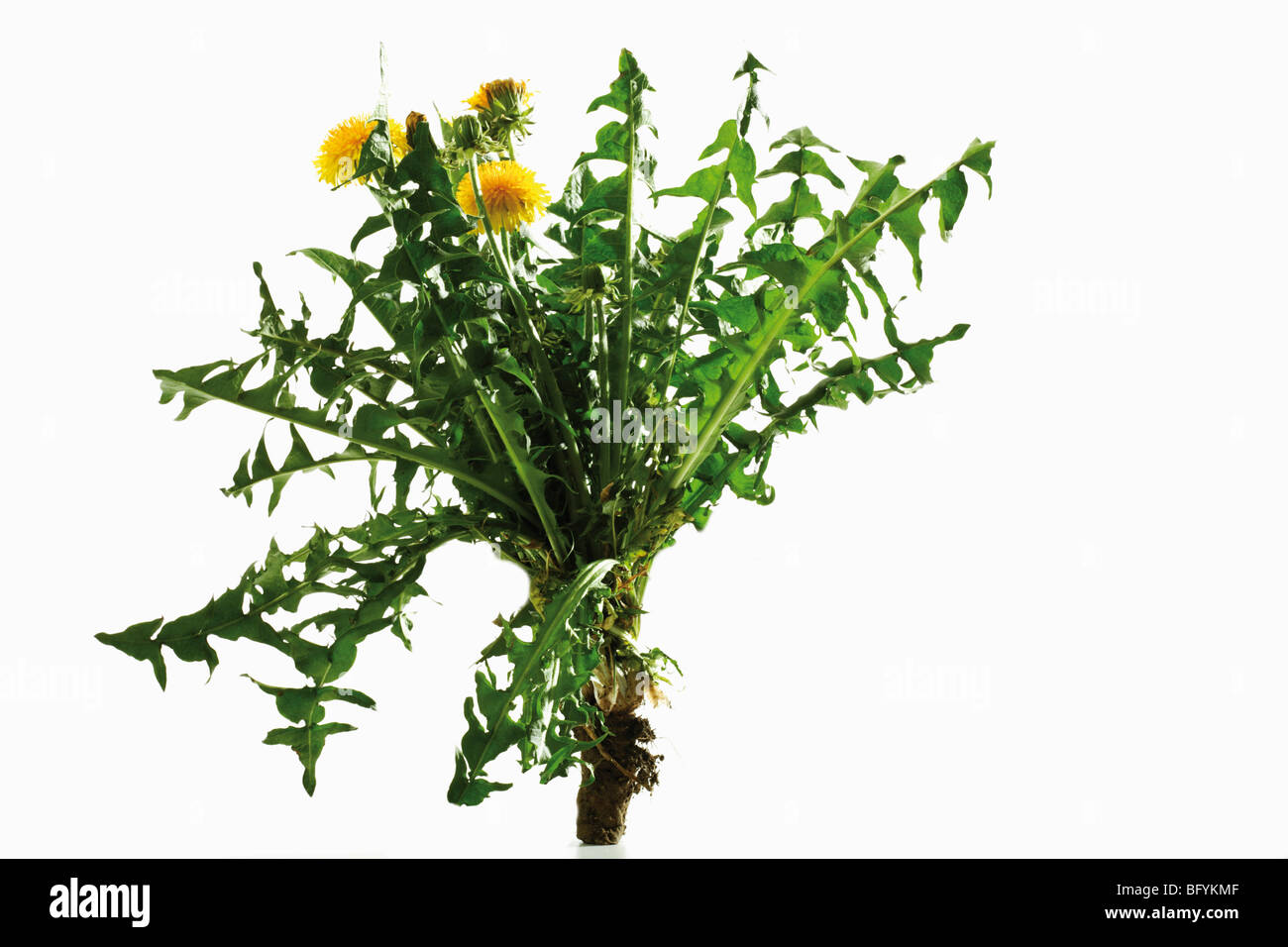 Dandelions with roots Stock Photo - Alamy