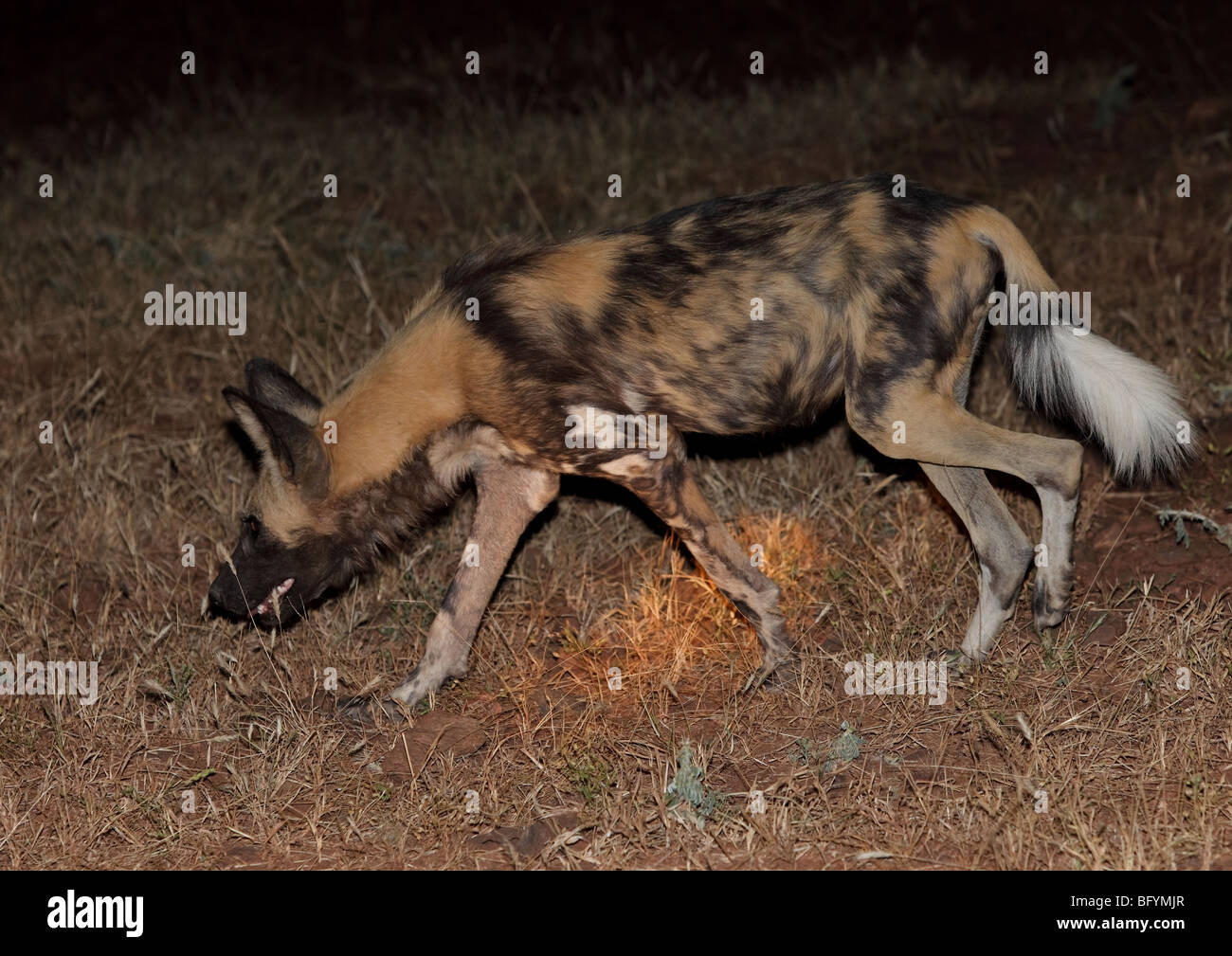 African Wild Dog or Cape Hunting Dog (Lycaon pictus Stock Photo - Alamy