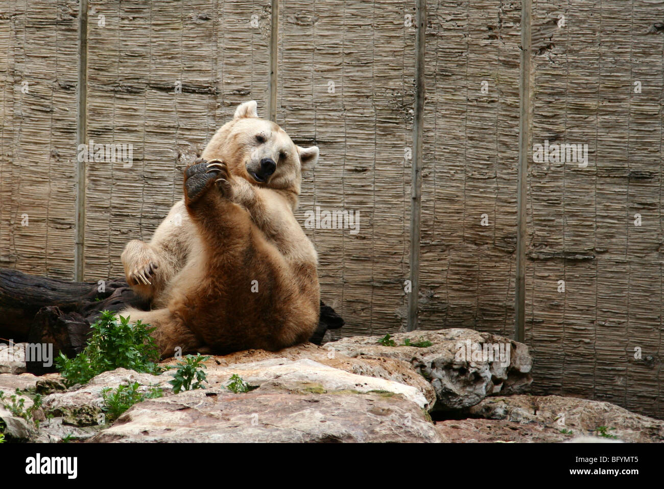 Syrian bears hi-res stock photography and images - Alamy