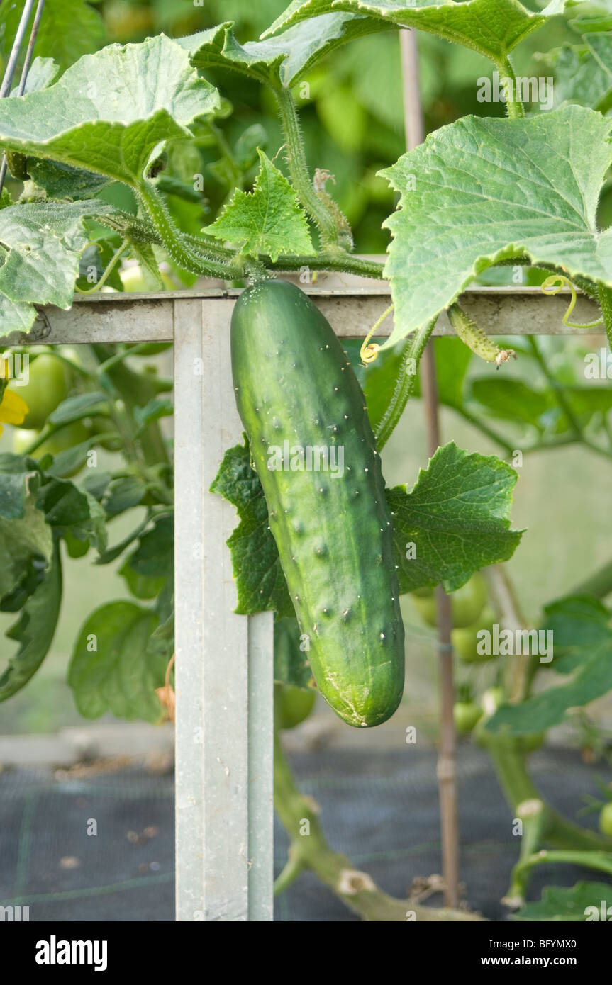 Young cucumber growing in a greenhouse on an allotment Stock Photo - Alamy