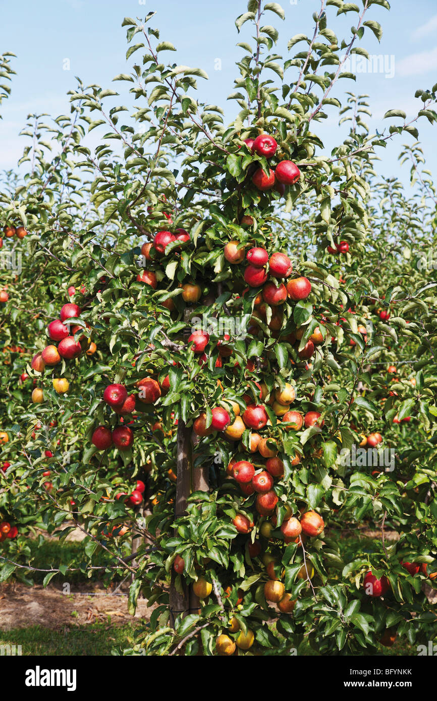 Roter apfelbaum hi-res stock photography and images - Alamy