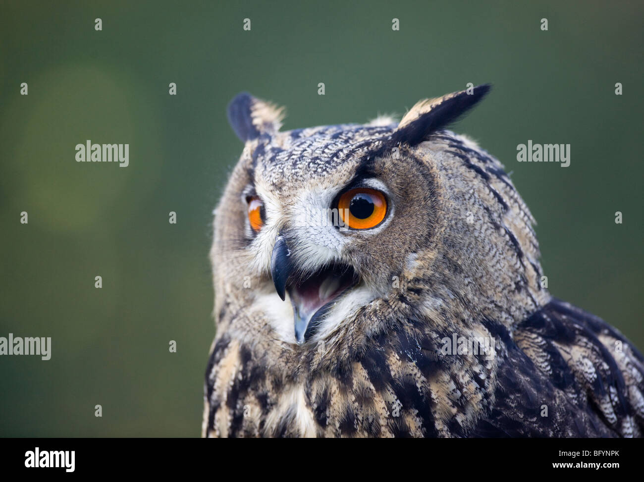 Eagle owl bubo bubo calling hi-res stock photography and images - Alamy