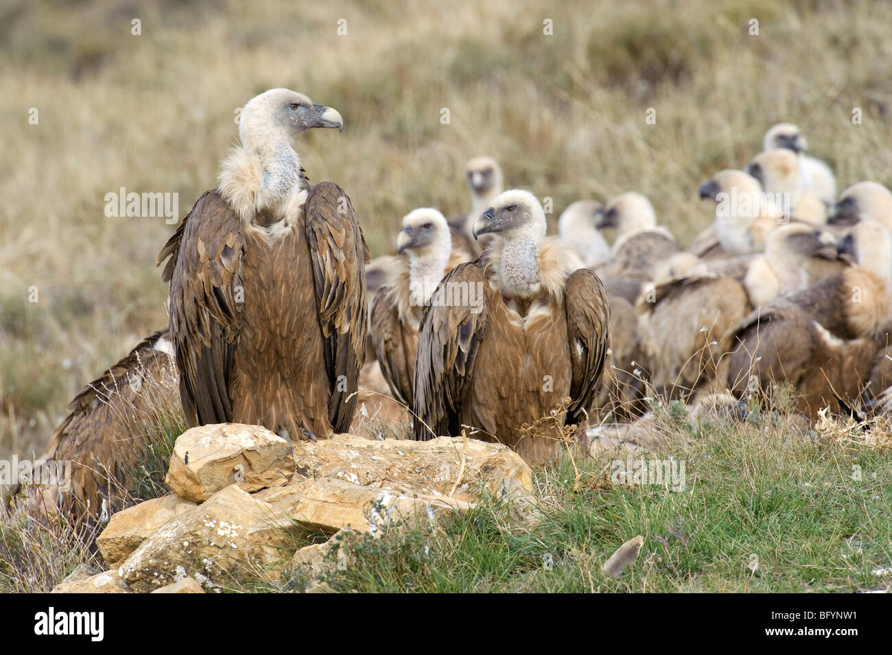Griffon vulture Gyps fulvus group. Catalonian Pyrenees, Spain Stock ...