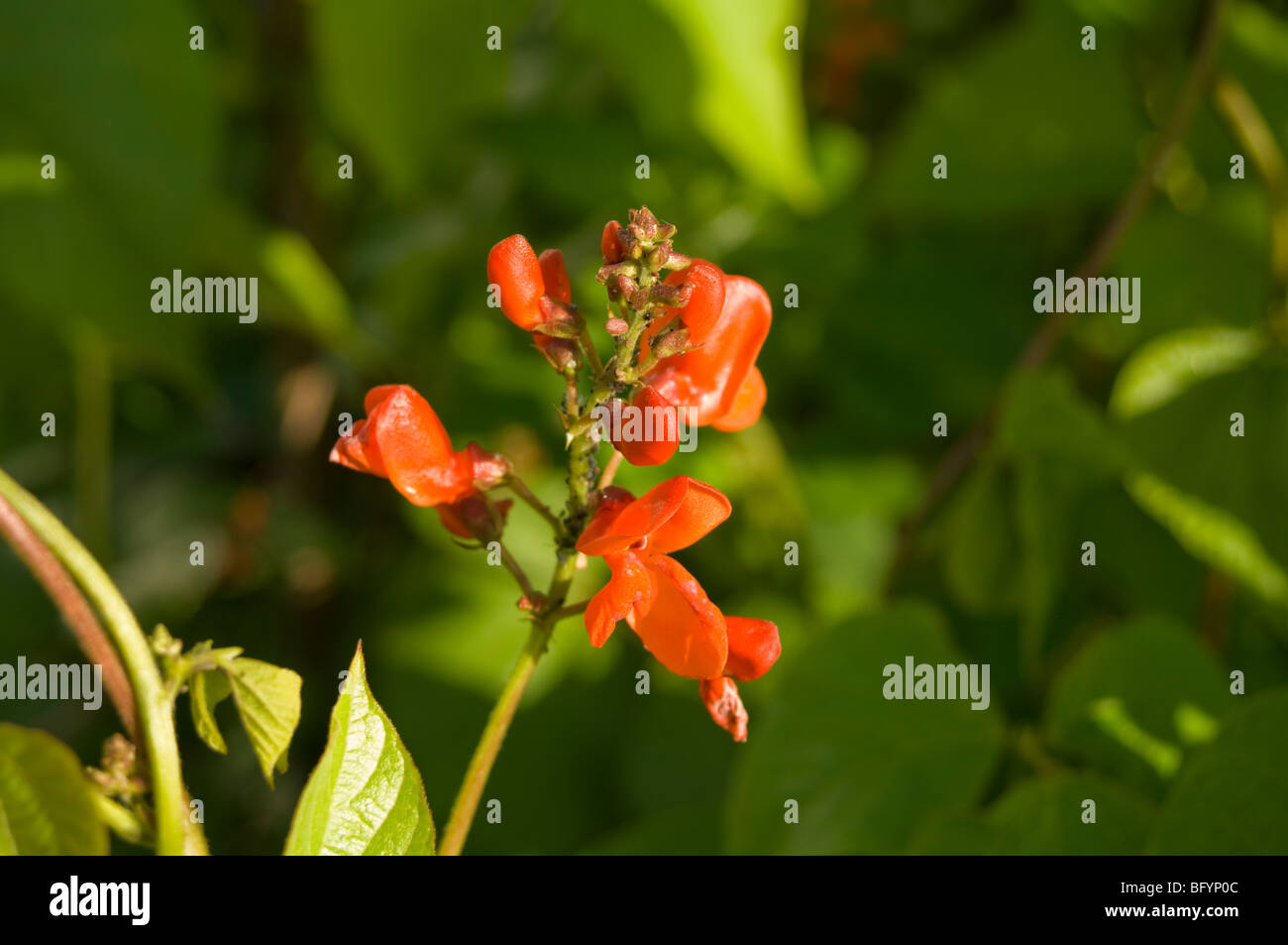The flower of a red runner bean plant growing on an allotment plot ...