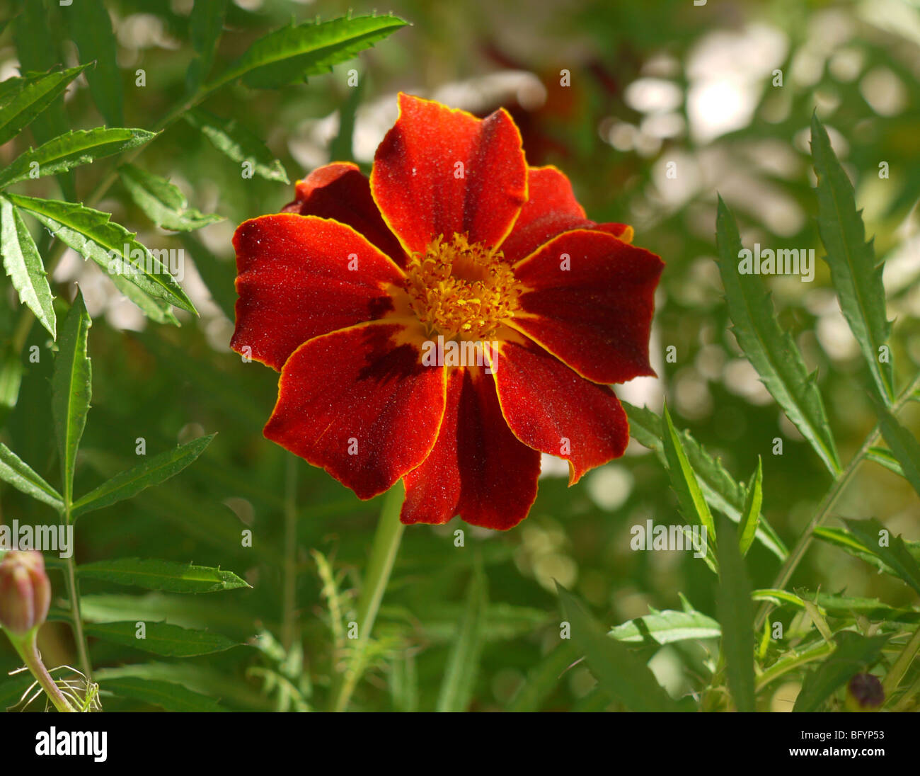 Turkey, Trabzon Province, red wildflower Stock Photo - Alamy