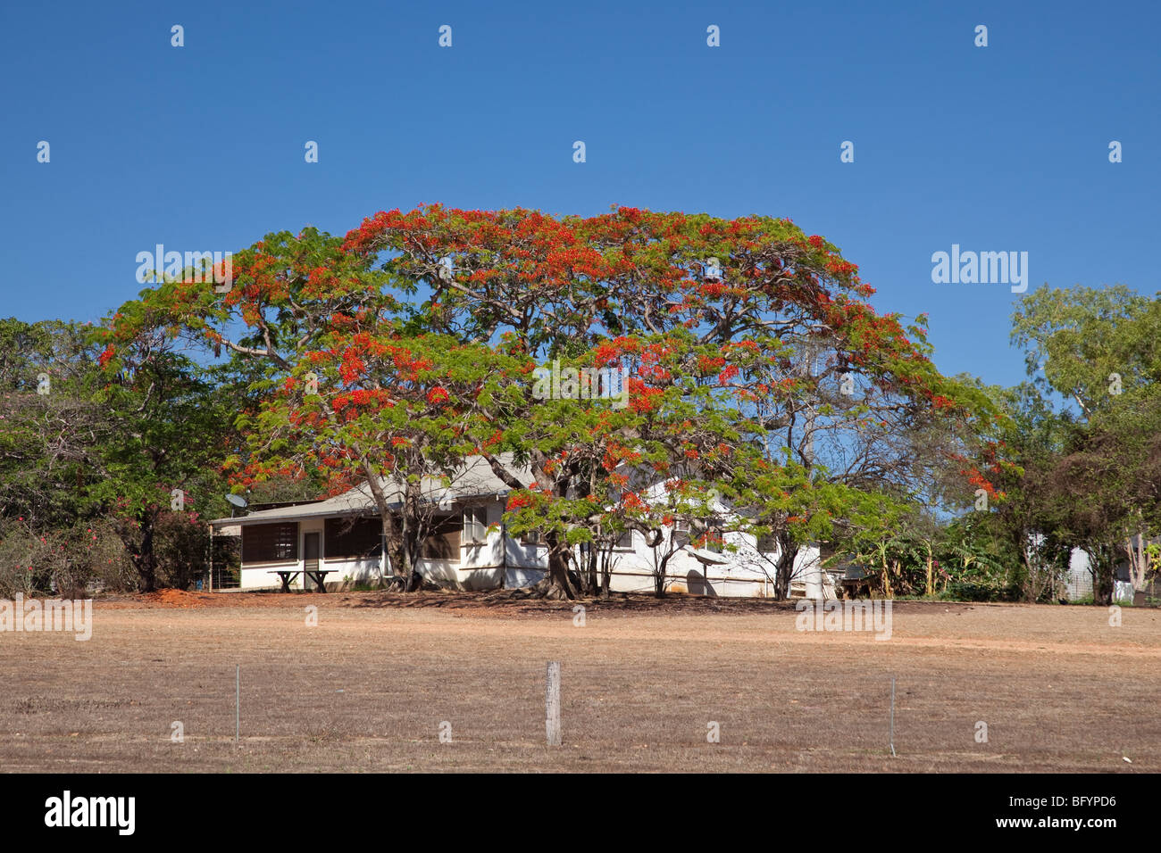 Springvale cattle station, and flowering Poinciana tree, near Cooktown ...