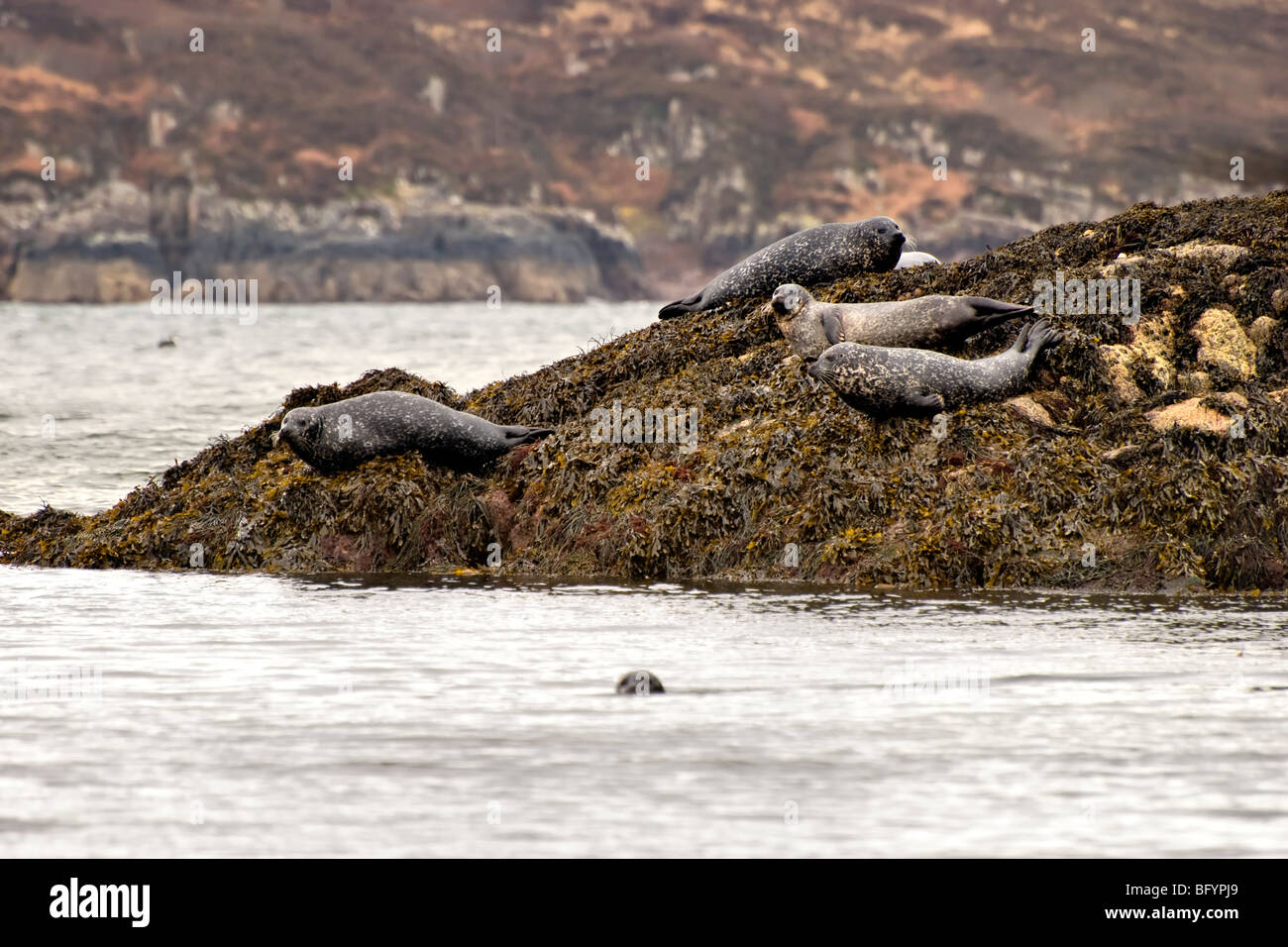 Common seals basking on rocks at Gruinard bay, Wester Ross, Scotland ...