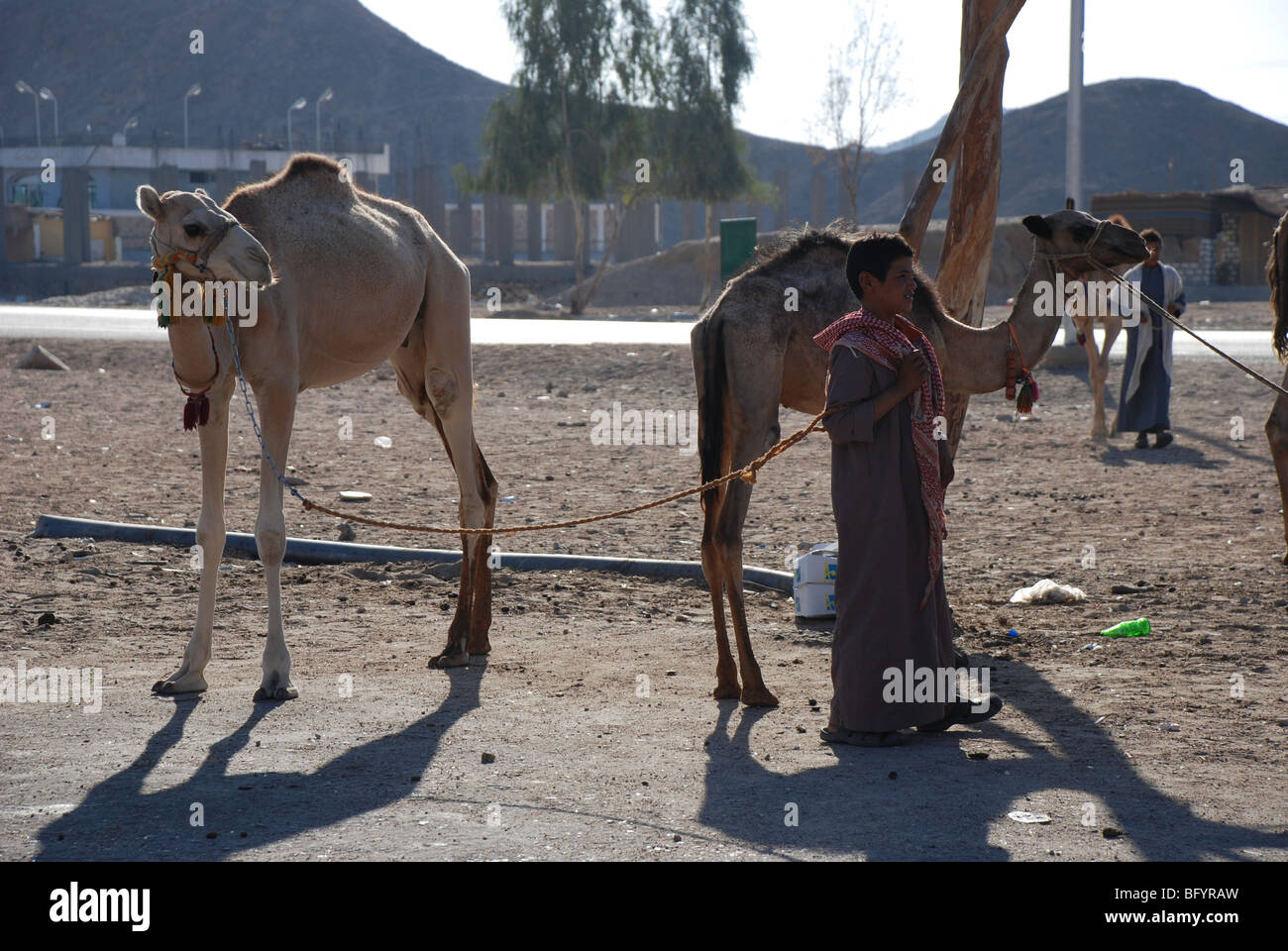 Look out for camels hi-res stock photography and images - Alamy
