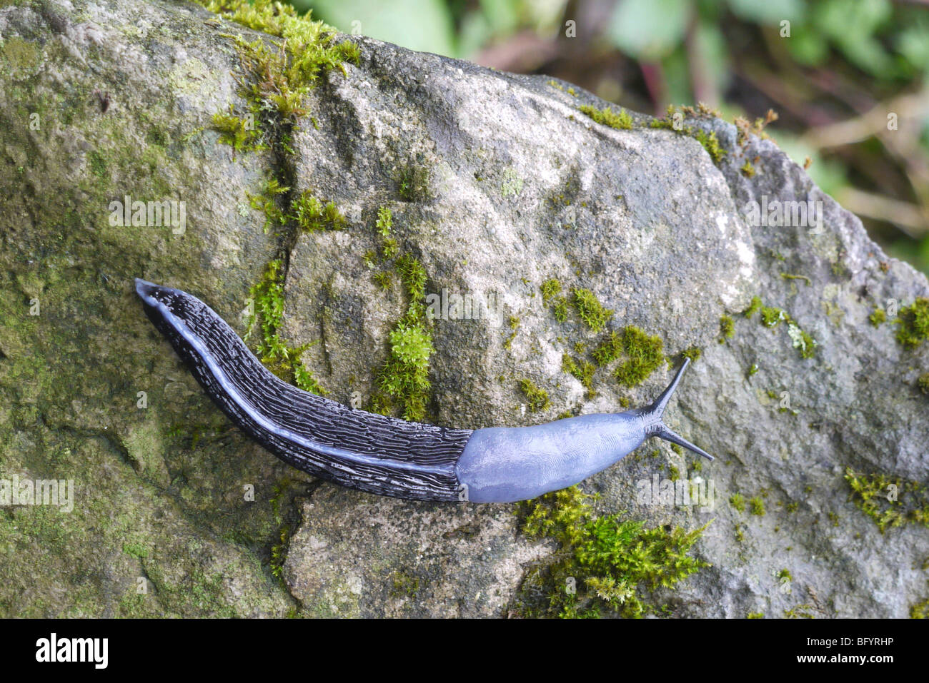 Turkey, Trabzon Province, a slug Stock Photo - Alamy