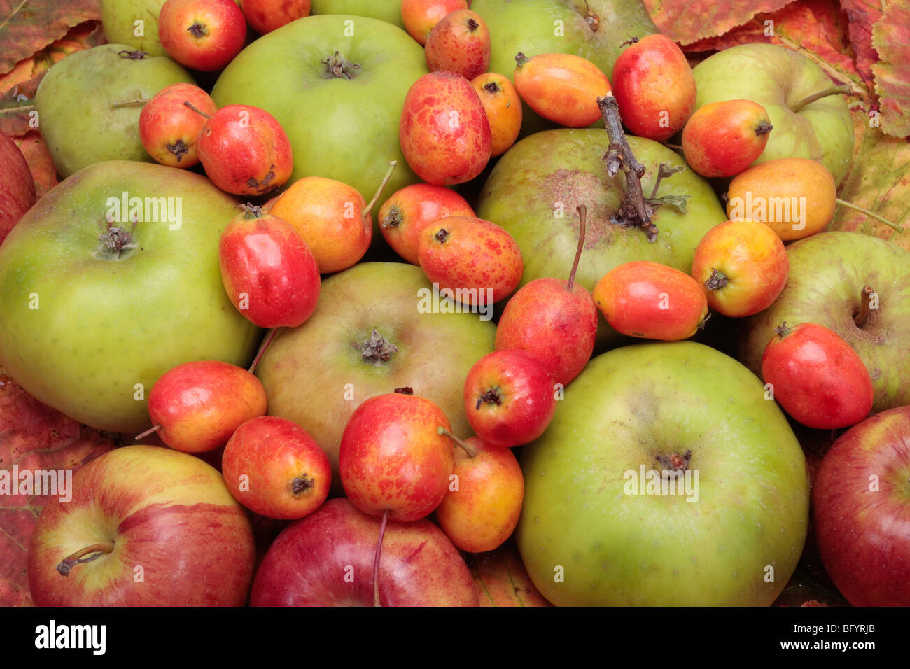 freshly picked ripe apples Stock Photo - Alamy