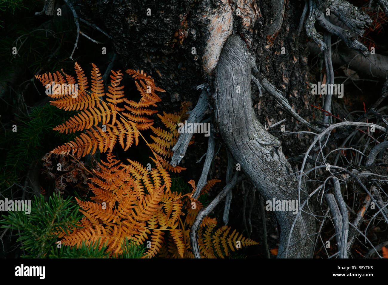 Detail of fern leaf, fall colors Stock Photo - Alamy