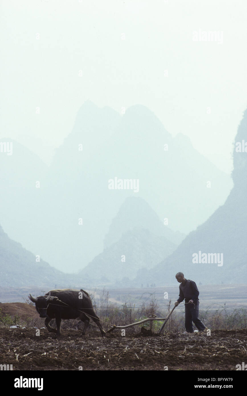 Farmer cultivates field with old buffalo drawn plow in Yangshuo, China ...