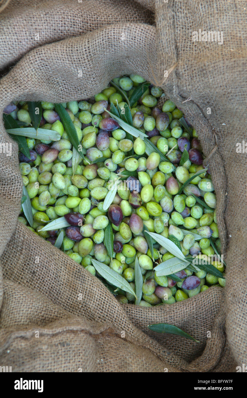 Greece. Zakynthos. Zante. Greek island. October. Harvested olives in ...