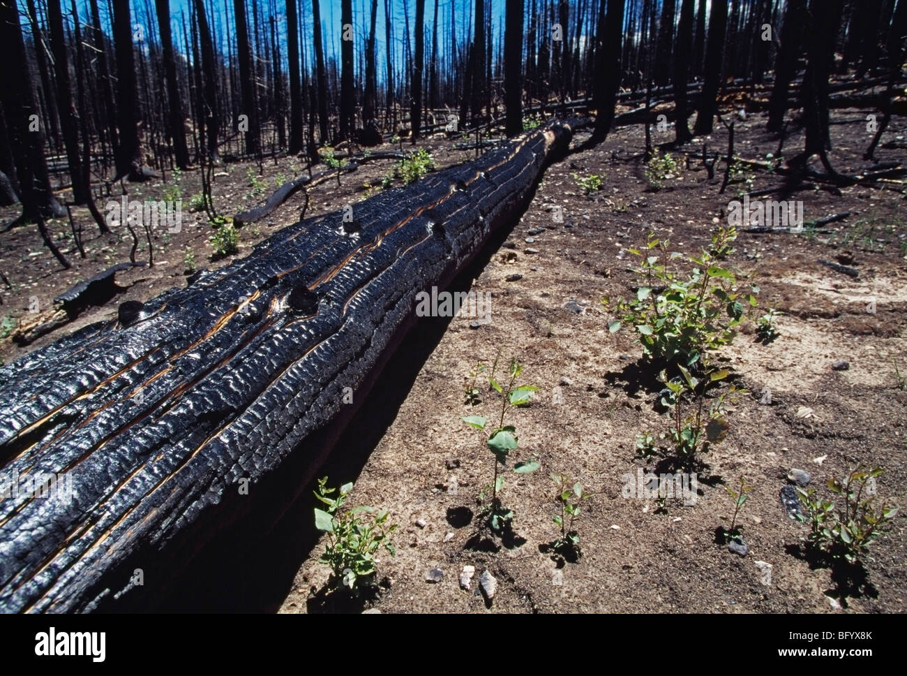 Burnt forest, Outlet Fire, Grand Canyon National Park, Grand Canyon ...
