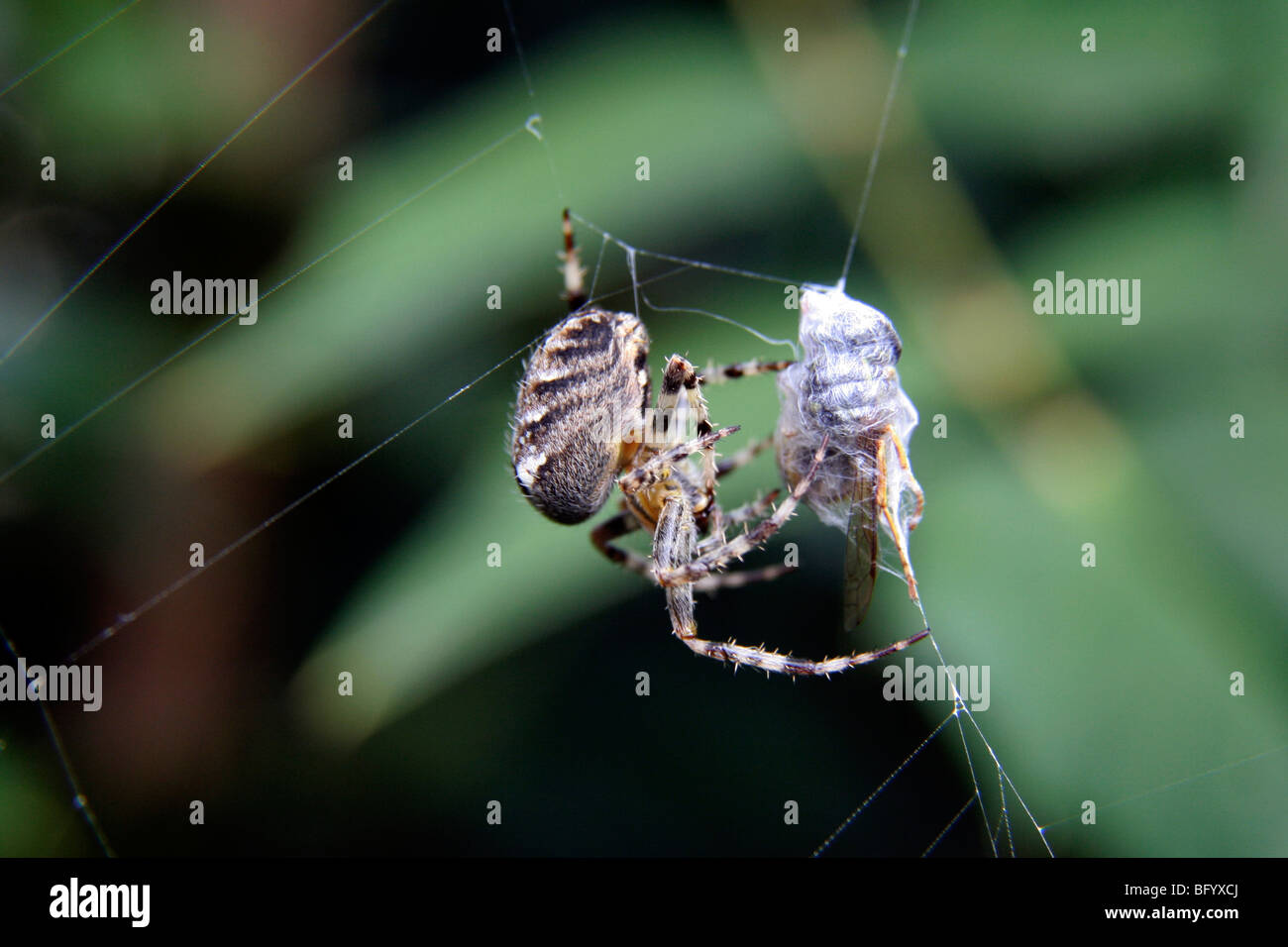Common garden spider england hi-res stock photography and images - Alamy