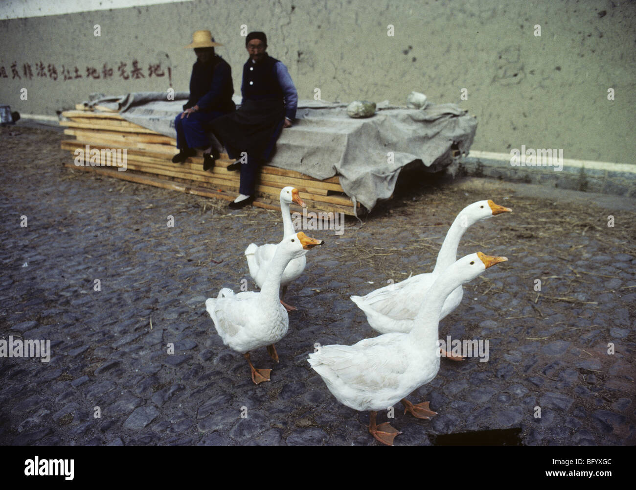 Two peasant women watch four geese waddle down a cobblestone street in ...