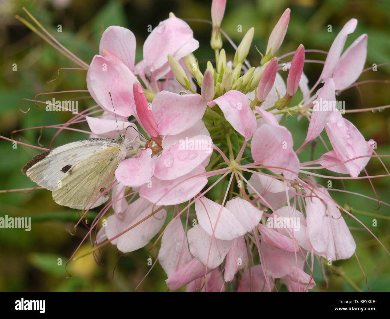 Turkey, Trabzon Province, pink wildflower Stock Photo - Alamy