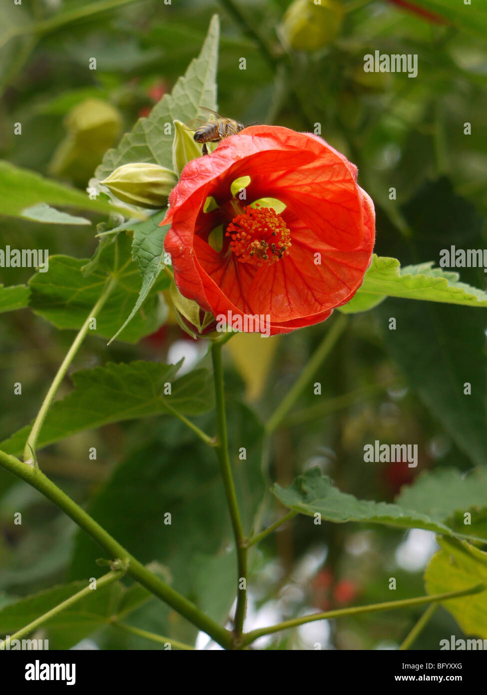 Turkey, Trabzon Province, red wildflower Stock Photo - Alamy