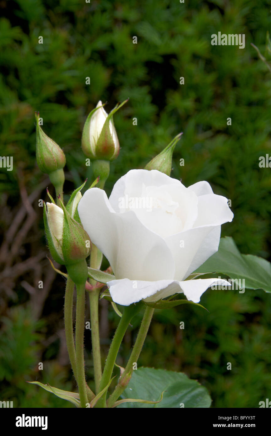 A white rose Stock Photo - Alamy