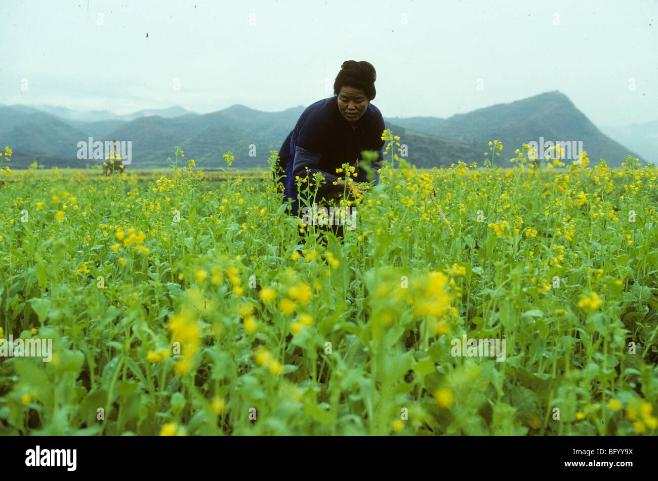 Woman working in the mustard fields near Kaili, China Stock Photo - Alamy